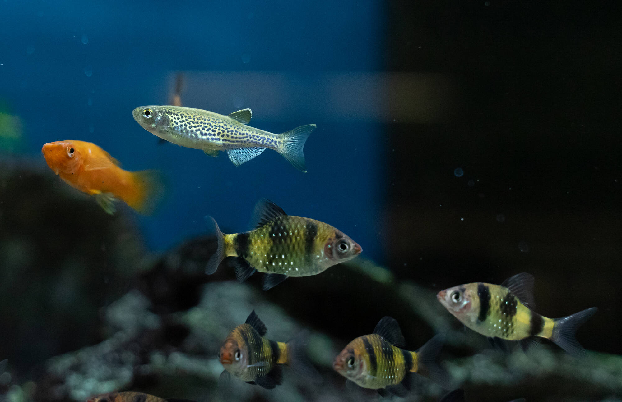 Punapääbarbi Barbus (Pethia) nigrofasciatus - Petzoo.fi verkkokauppa