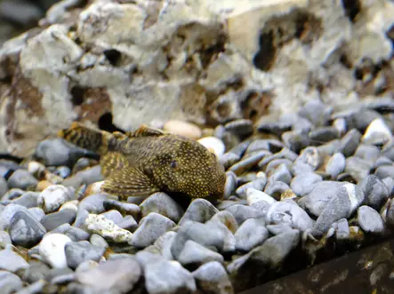 Akvaariokalat - Petzoo.fi verkkokauppa