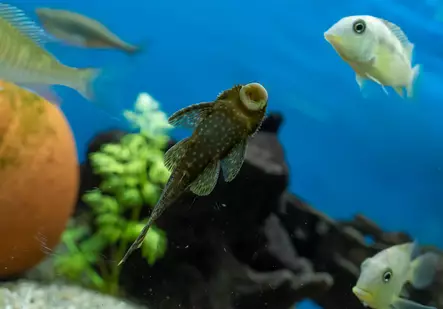 Akvaariokalat - Petzoo.fi verkkokauppa